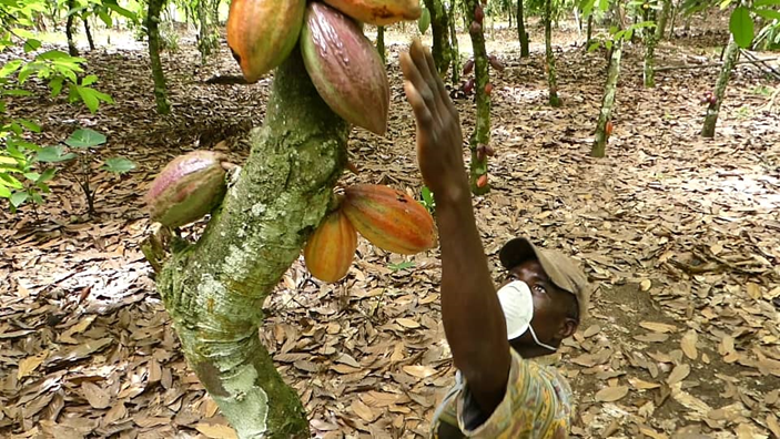 Het virus bestrijden samen met onze Cacao-Trace cacaoboeren in ...